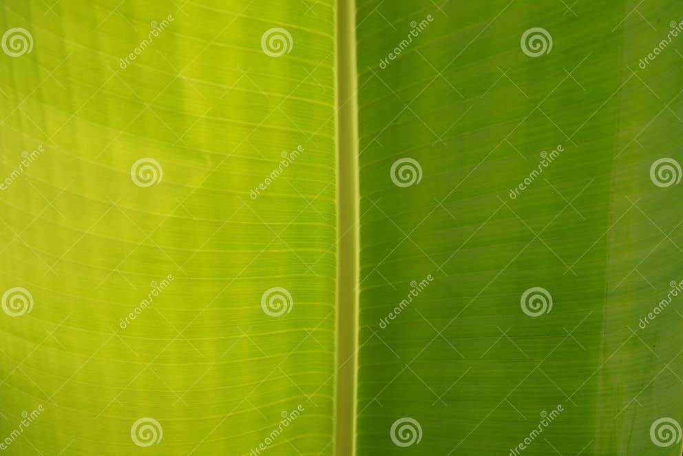 Pattern of Banana Leaf is Pinnately Parallel Venation in Botanical ...