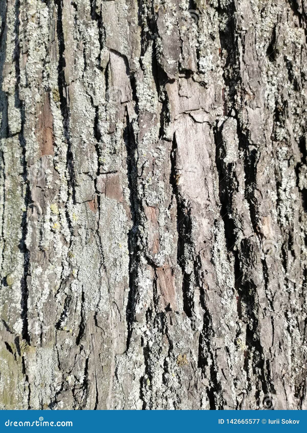 The Pattern of the Bark of an Old Tree Stock Image - Image of wood ...