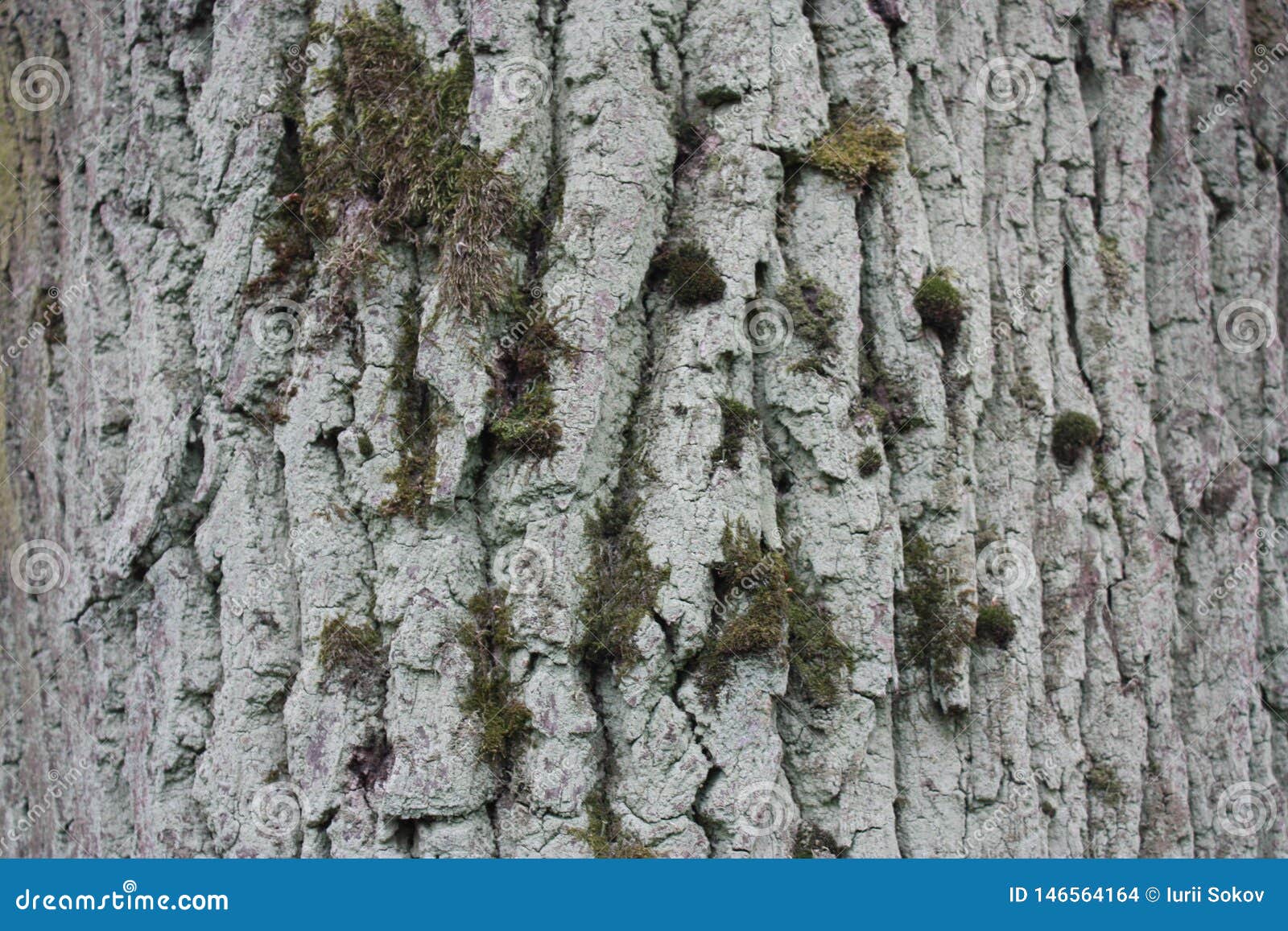 The Pattern of the Bark of Trees in the Forest Stock Photo - Image of ...
