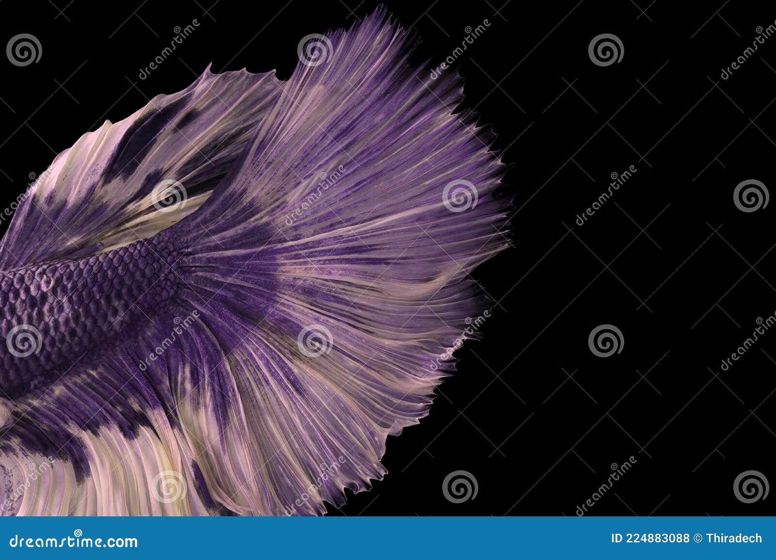 Pattern of a Betta Tail in an Artistic Style Stock Photo - Image of ...