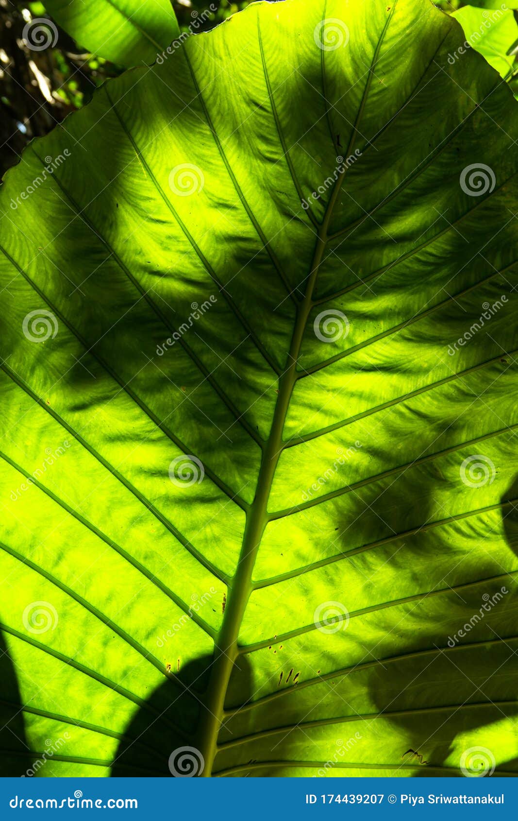 Pattern of Big Leaf in Forest Stock Image - Image of pattern, pure ...