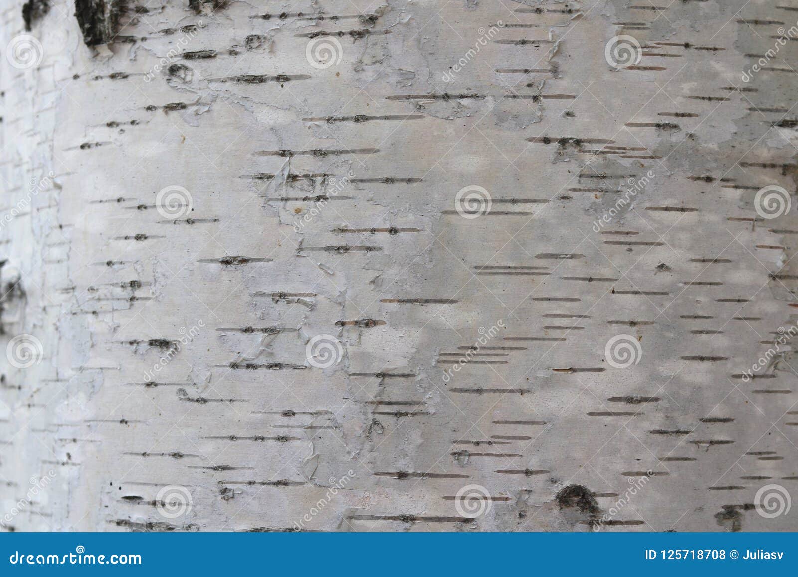 Pattern of Birch Bark with Black Birch Stripes Stock Photo - Image of ...