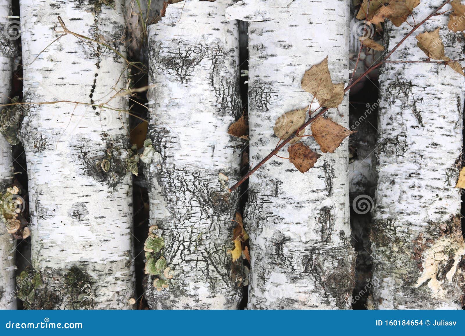 Pattern of Birch Bark with Black Birch Stripes Stock Photo - Image of ...