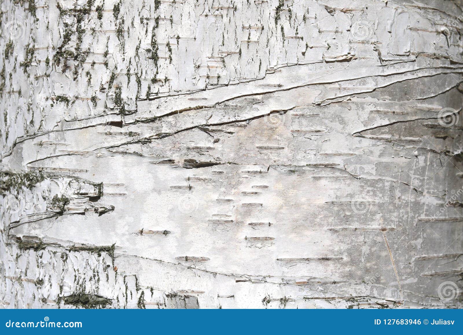 Pattern of Birch Bark with Black Birch Stripes Stock Photo - Image of ...