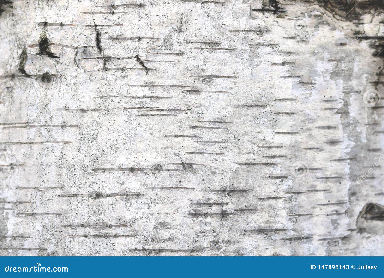 Pattern of Birch Bark with Black Birch Stripes on White Birch Bark ...