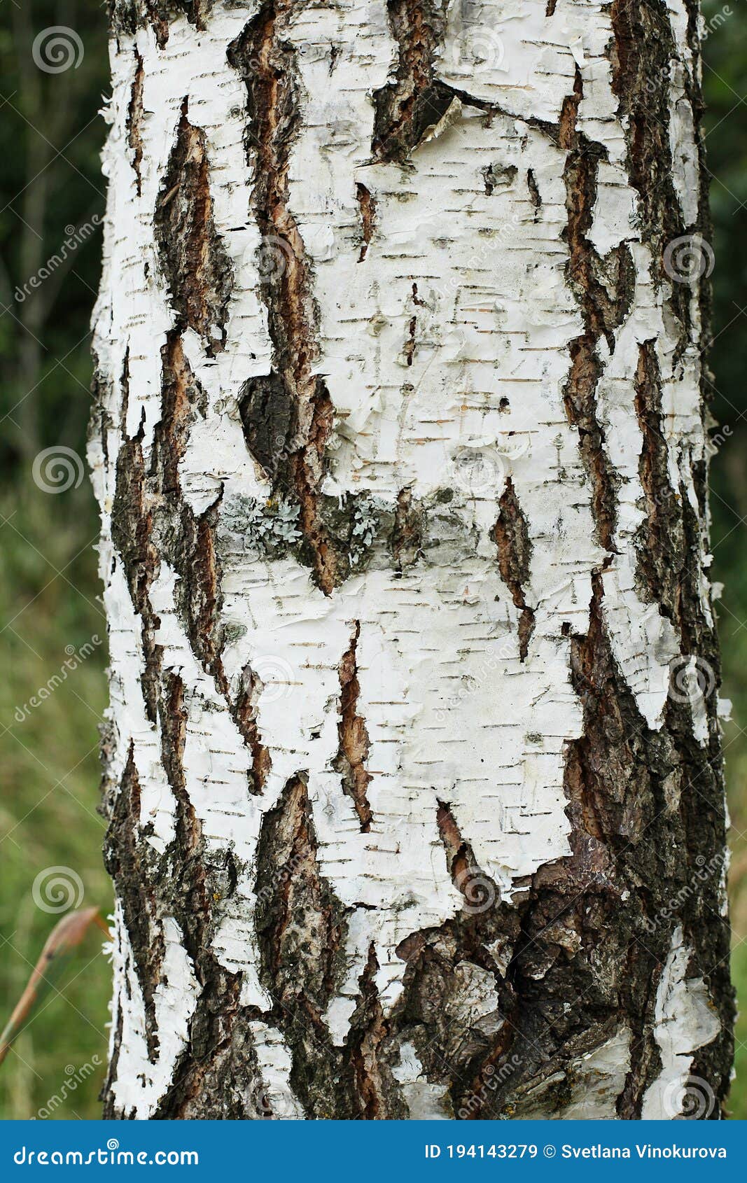 Pattern of Birch Bark with Black Birch Stripes on White Birch Bark and ...