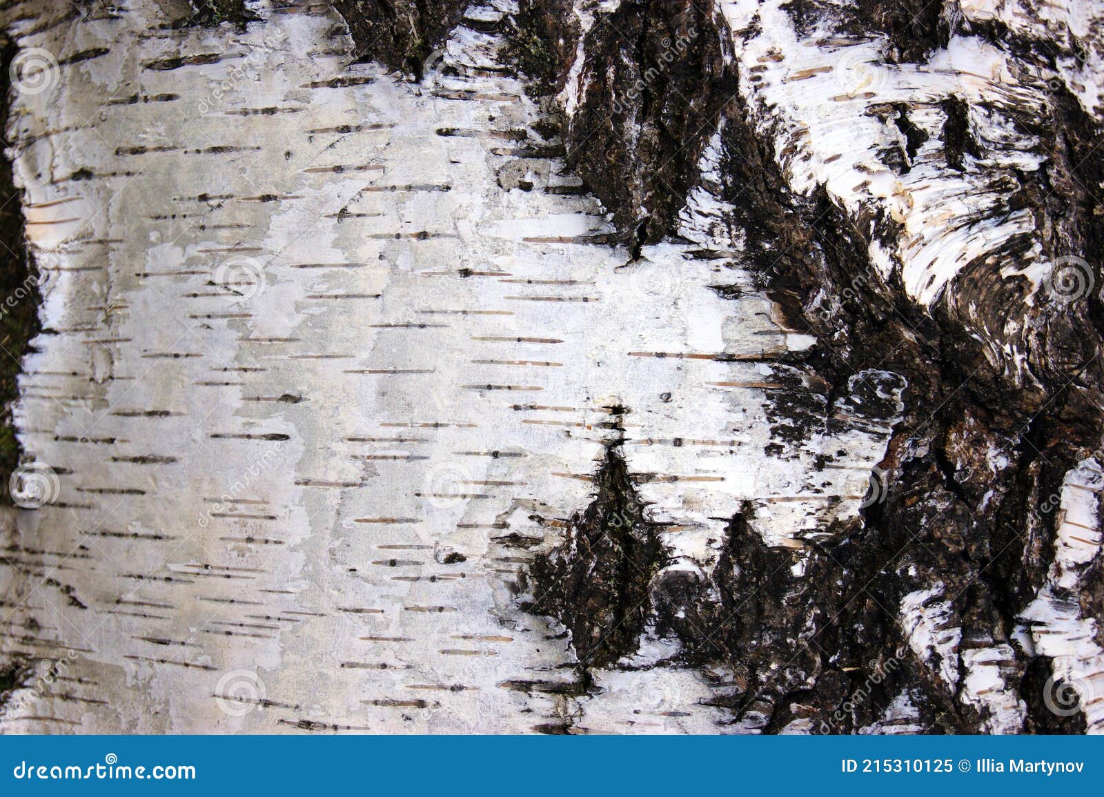 Pattern of Birch Bark with Black Stripes on White Bark. Stock Image ...