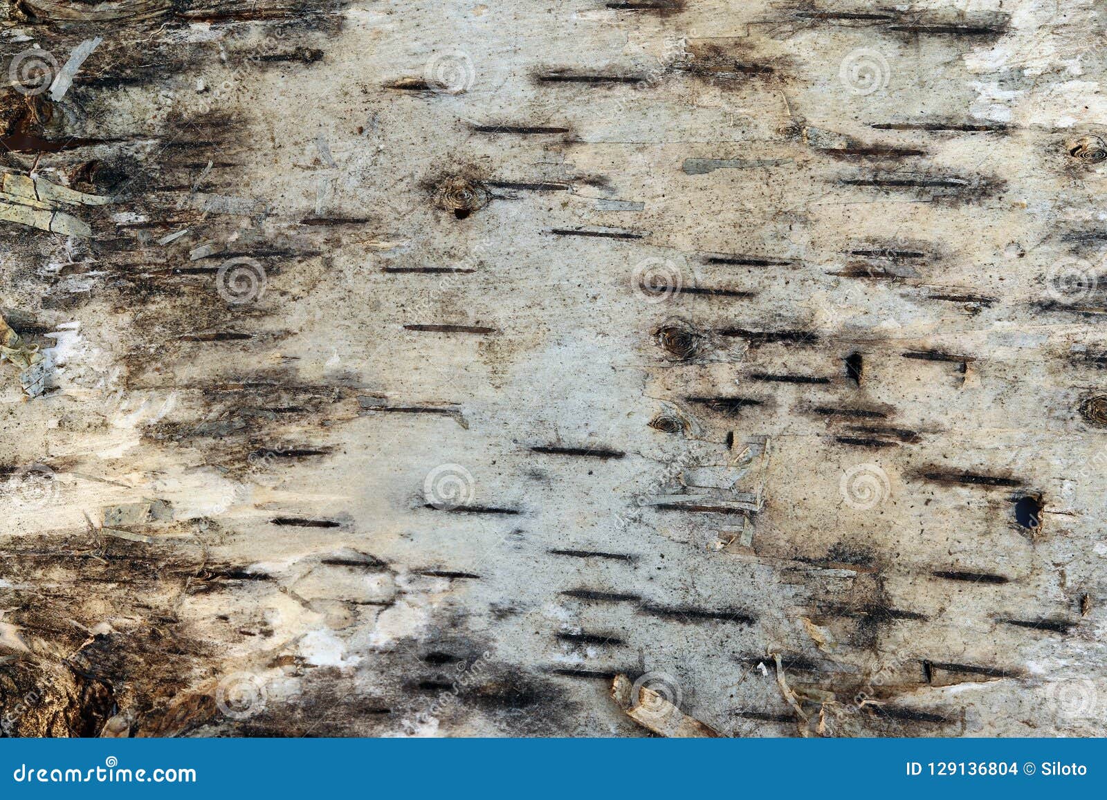Pattern of the birch bark stock photo. Image of nature - 129136804