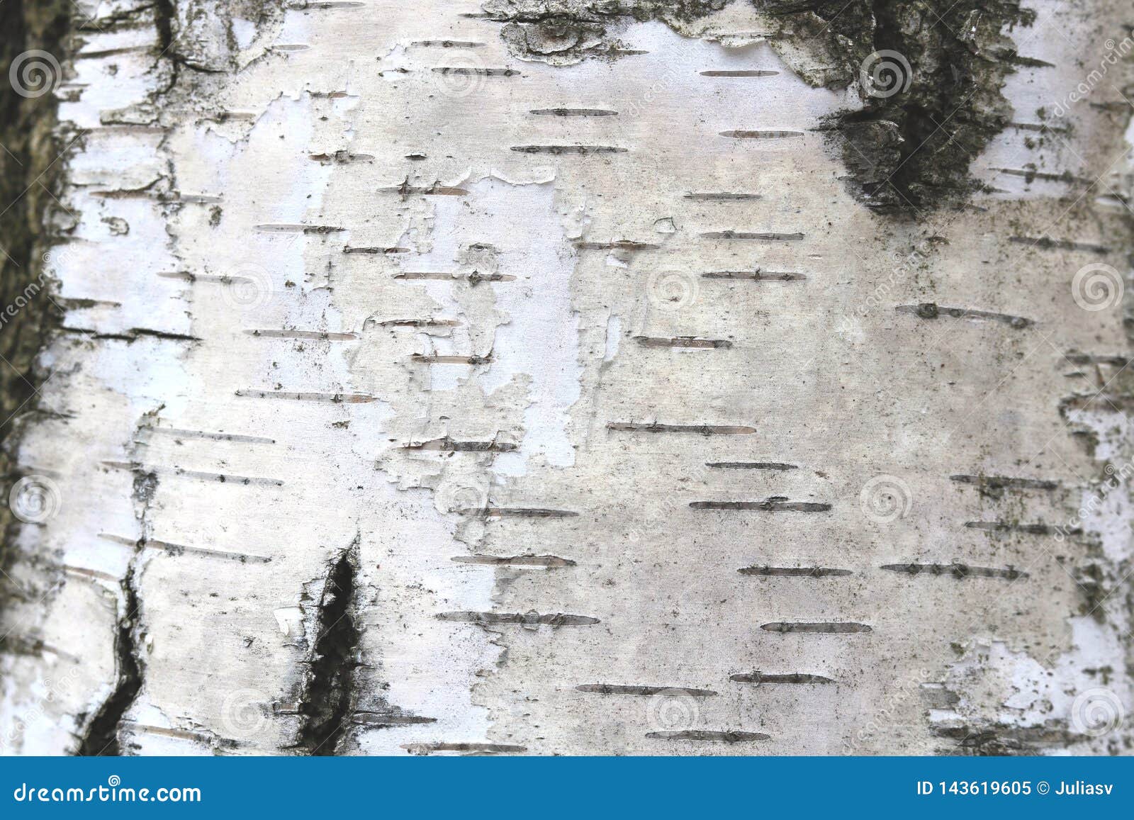 Pattern of Birch Bark with Birch Stripes Stock Image - Image of rusty ...