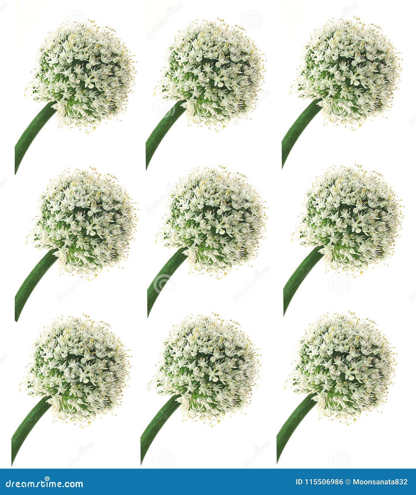 Pattern of Blooming Bow Onion in Stock Photo - Image of allium ...