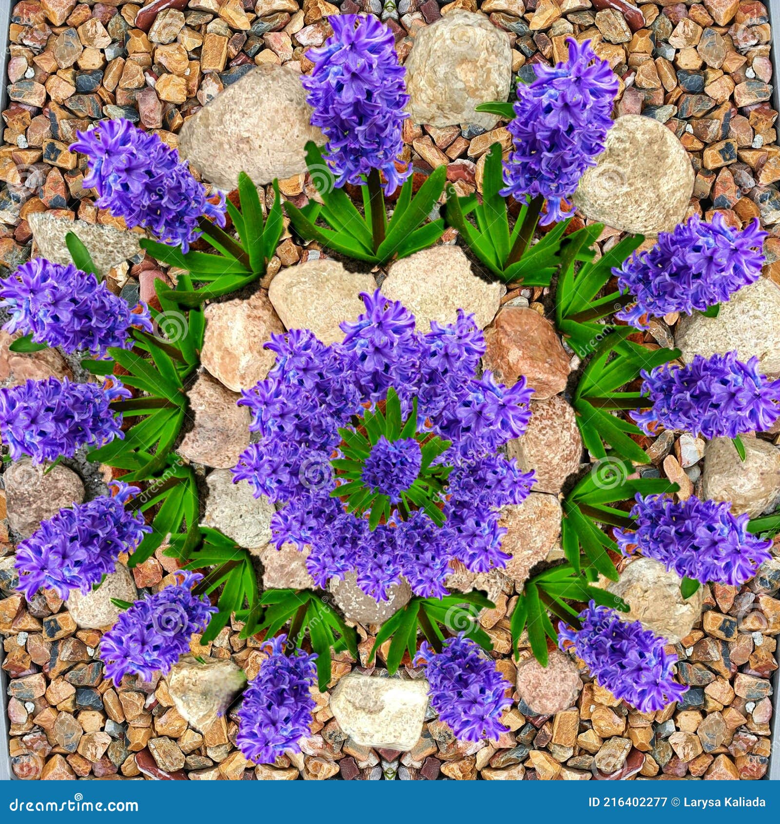 Pattern of Blue Hyacinths and Stones Stock Image - Image of hyacinths ...