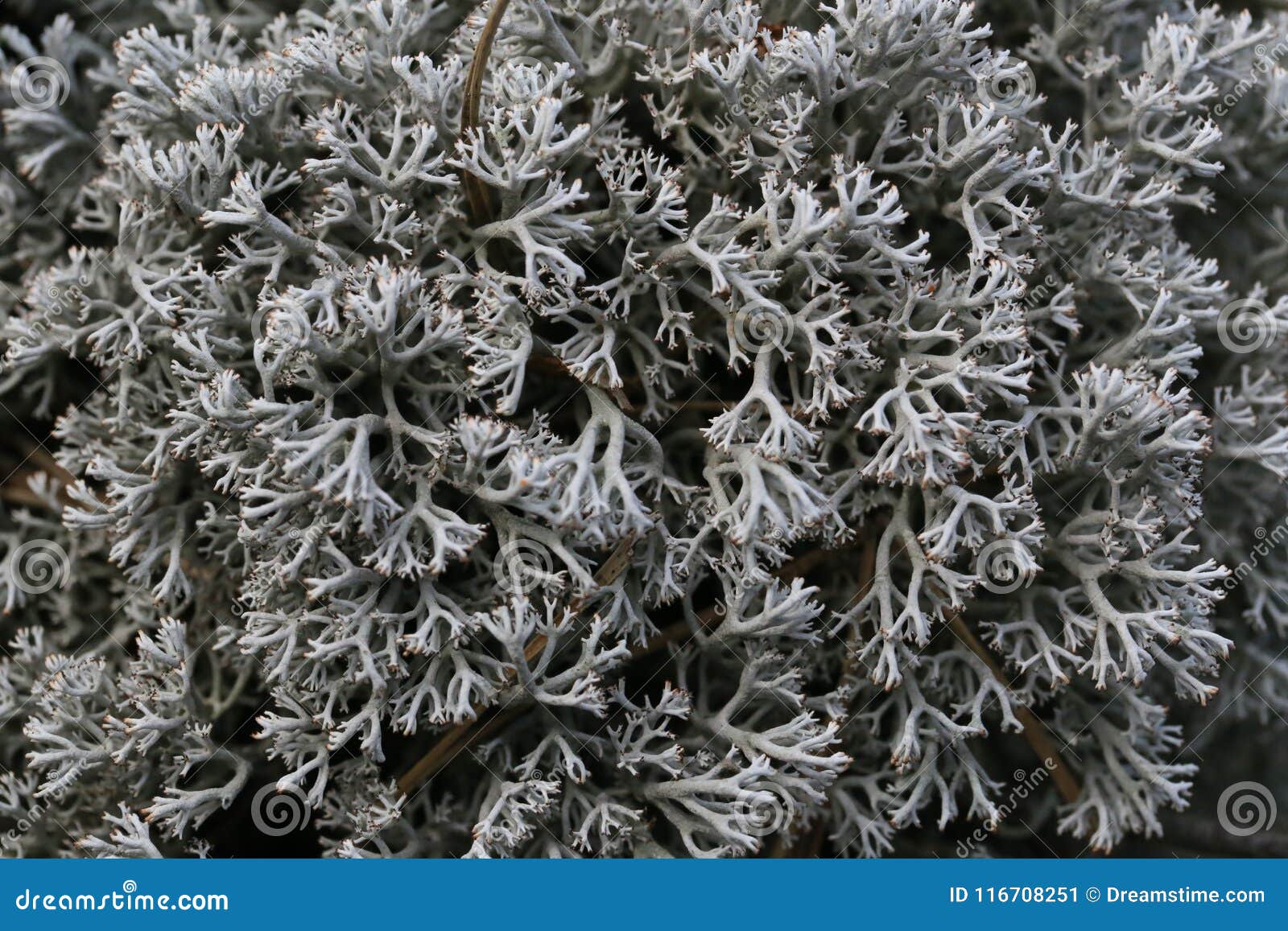 Blue Moss Looking Like Sponge in a Deep Forest. Spring. Macro Stock ...