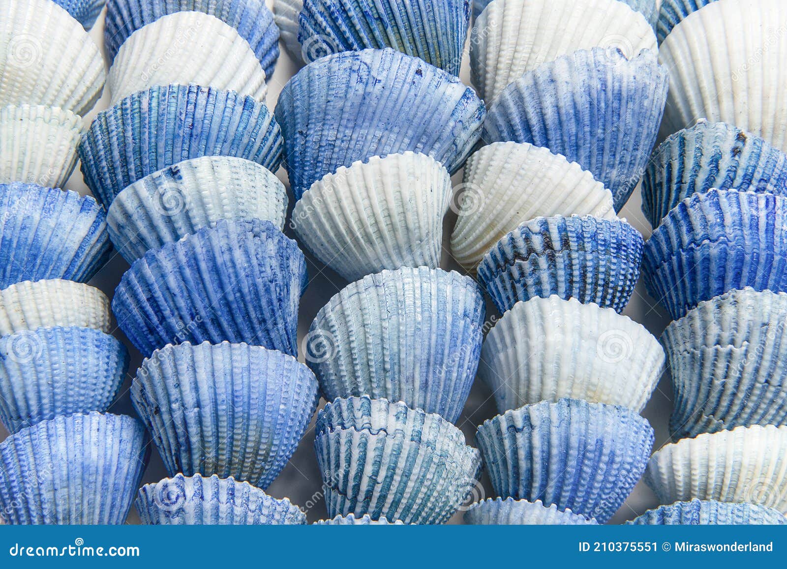 Pattern of Blue Shells in a Row in a Full Frame Stucture As a ...