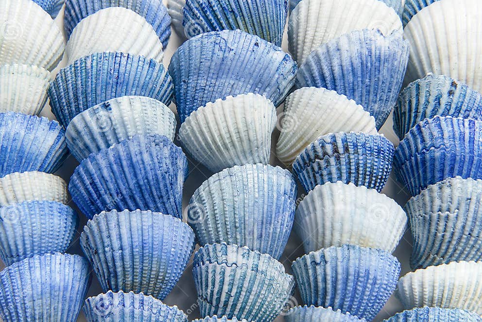 Pattern of Blue Shells in a Row in a Full Frame Stucture As a ...