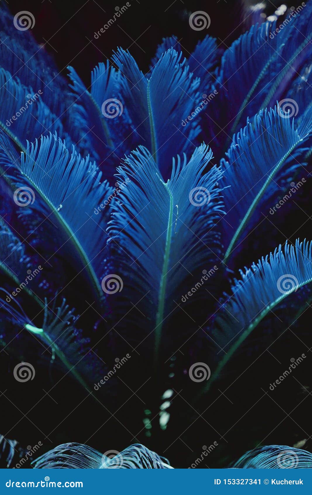 Pattern of Blue Tropical Palm Leaves Stock Image - Image of garden ...