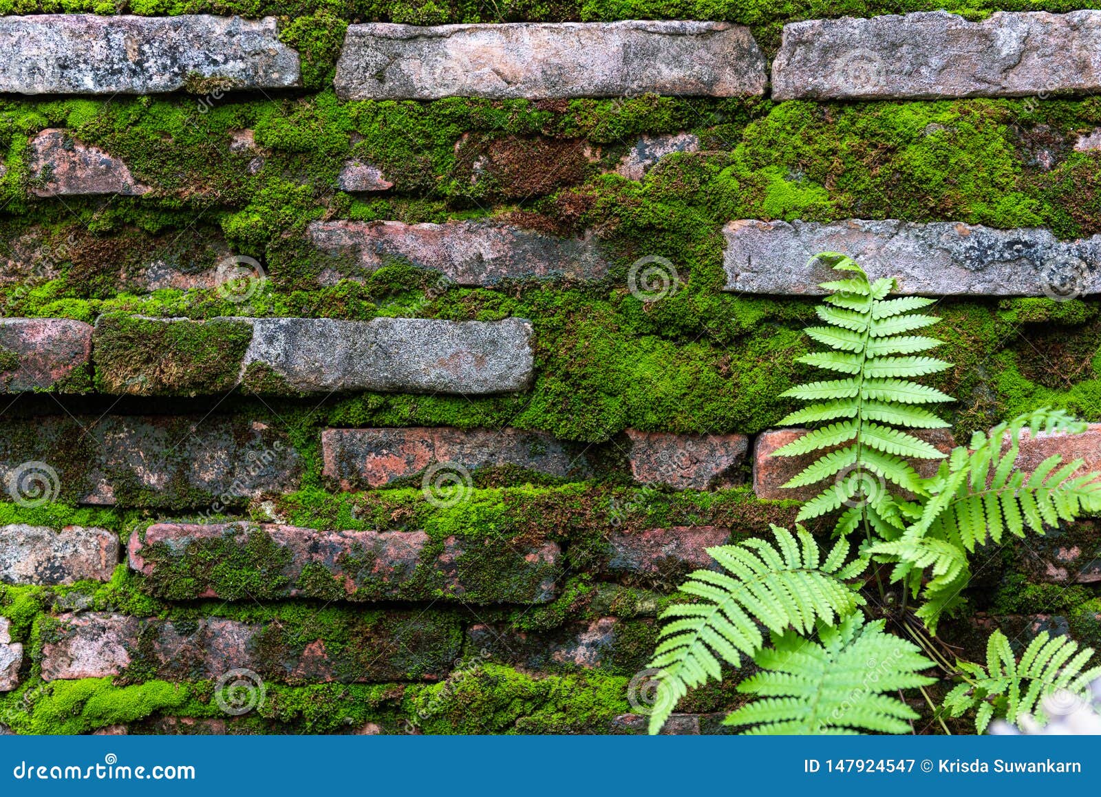 Pattern of Bricks with Old Green Rustic Moss and Fern Stock Image ...