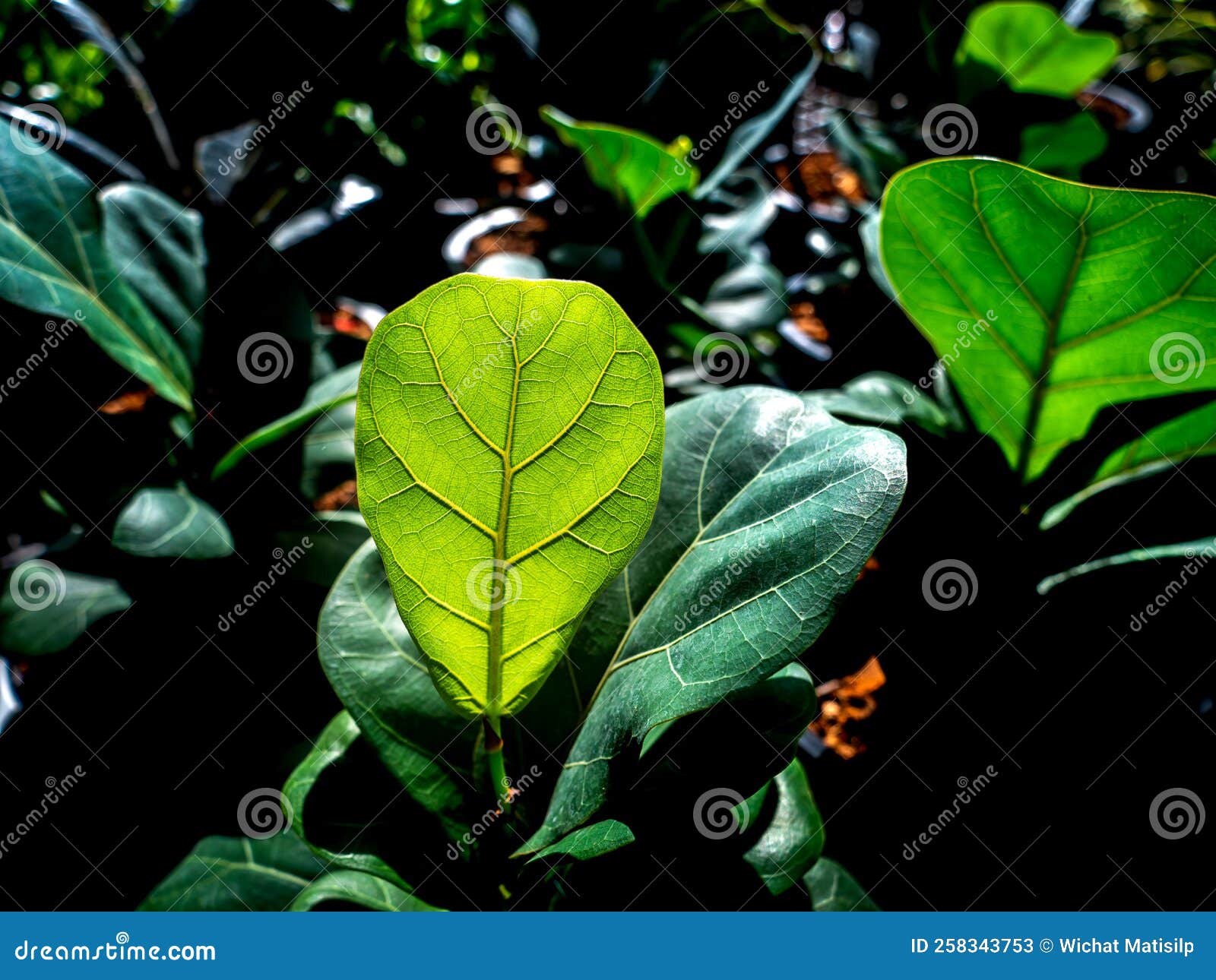 Pattern of Bright Fiddle Fig Leaf Growing Stock Image - Image of leaves ...