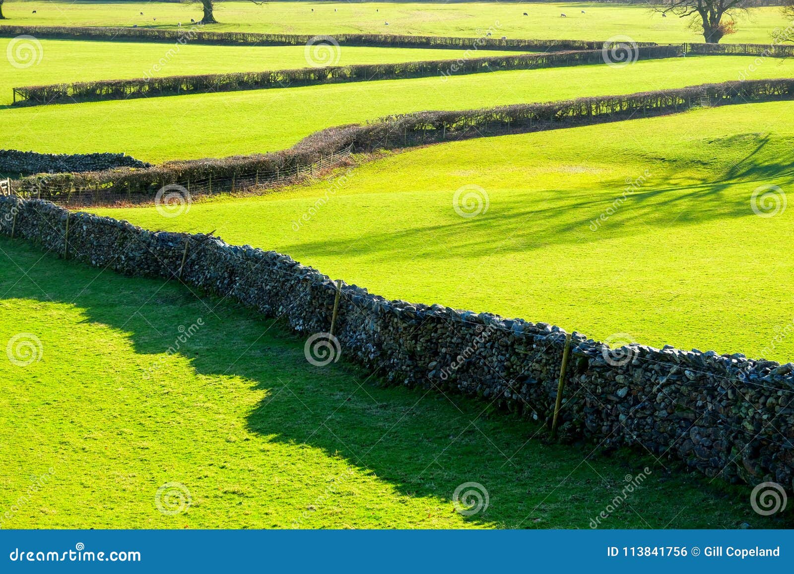 A Pattern of Bright Green Empty Grazing Fields with Short Grass Stock ...