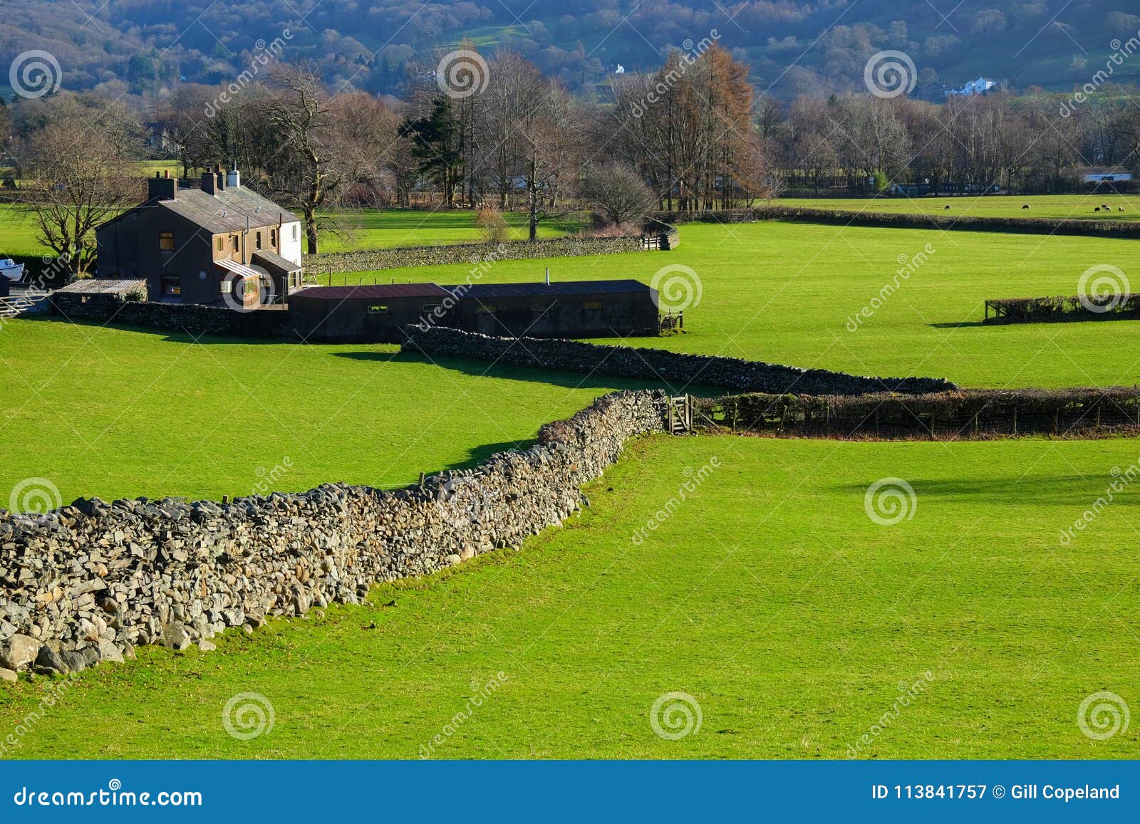 A Pattern of Bright Green Empty Grazing Fields with Short Grass Stock ...
