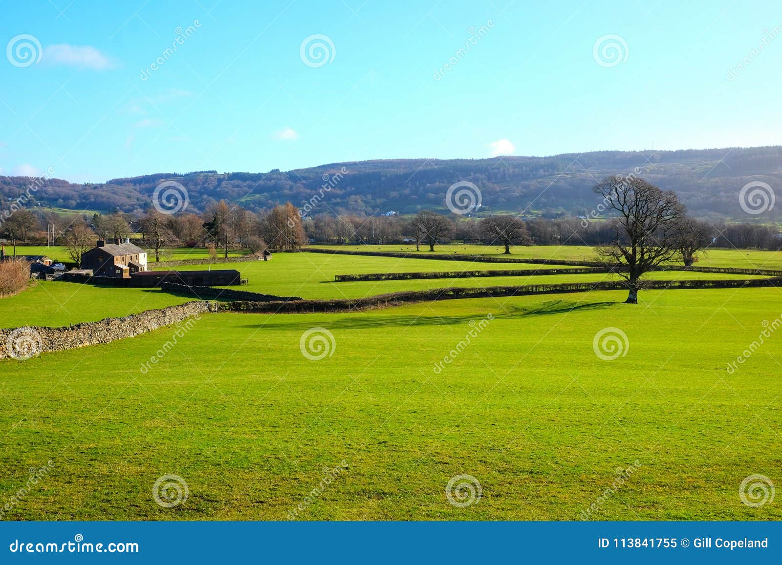 A Pattern of Bright Green Empty Grazing Fields with Short Grass Stock ...