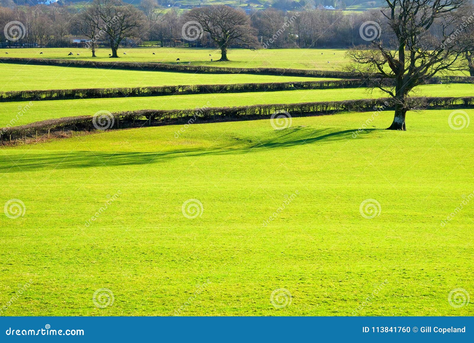 A Pattern of Bright Green Empty Grazing Fields with Short Grass Stock ...