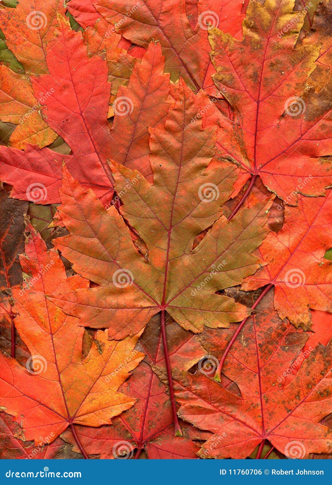 A Pattern of Bright Red and Orange Fall Maple Leav Stock Photo - Image ...