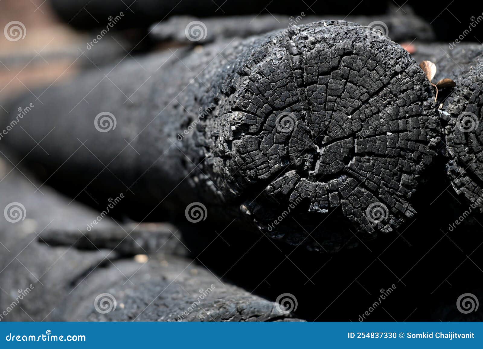Close-up of a Pattern on a Burnt Log Stock Photo - Image of trunk ...