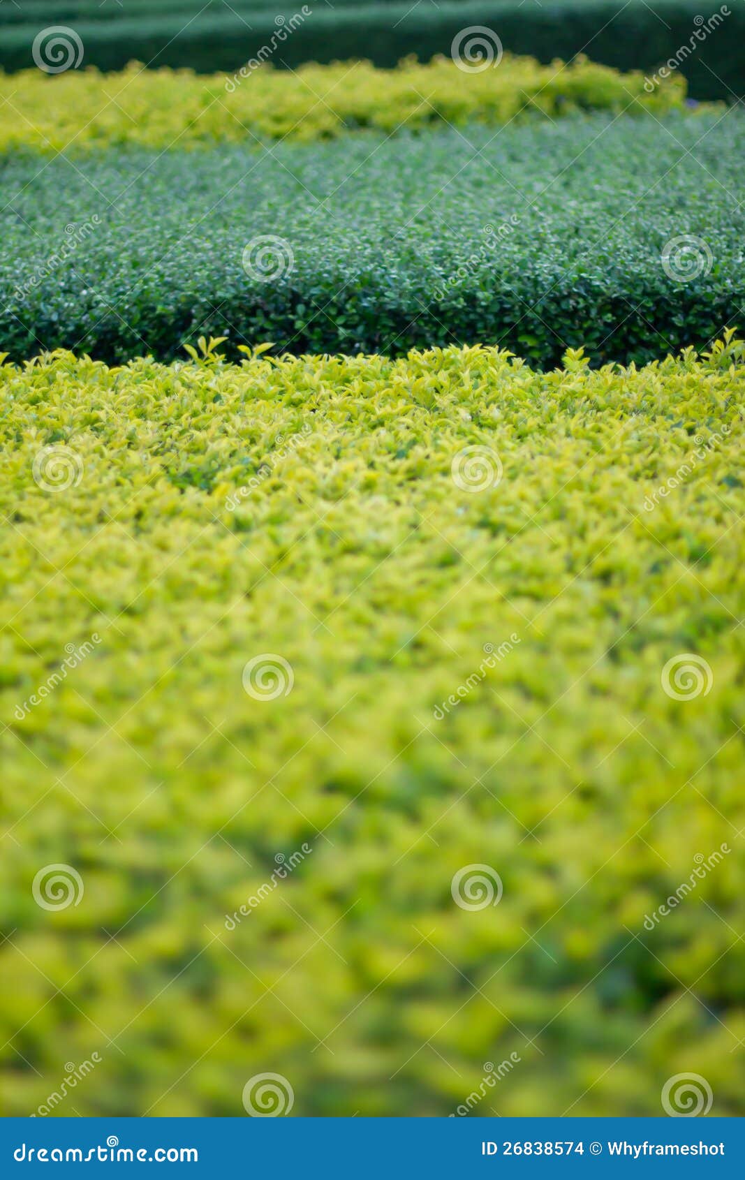 Pattern of bush fench stock photo. Image of environment - 26838574