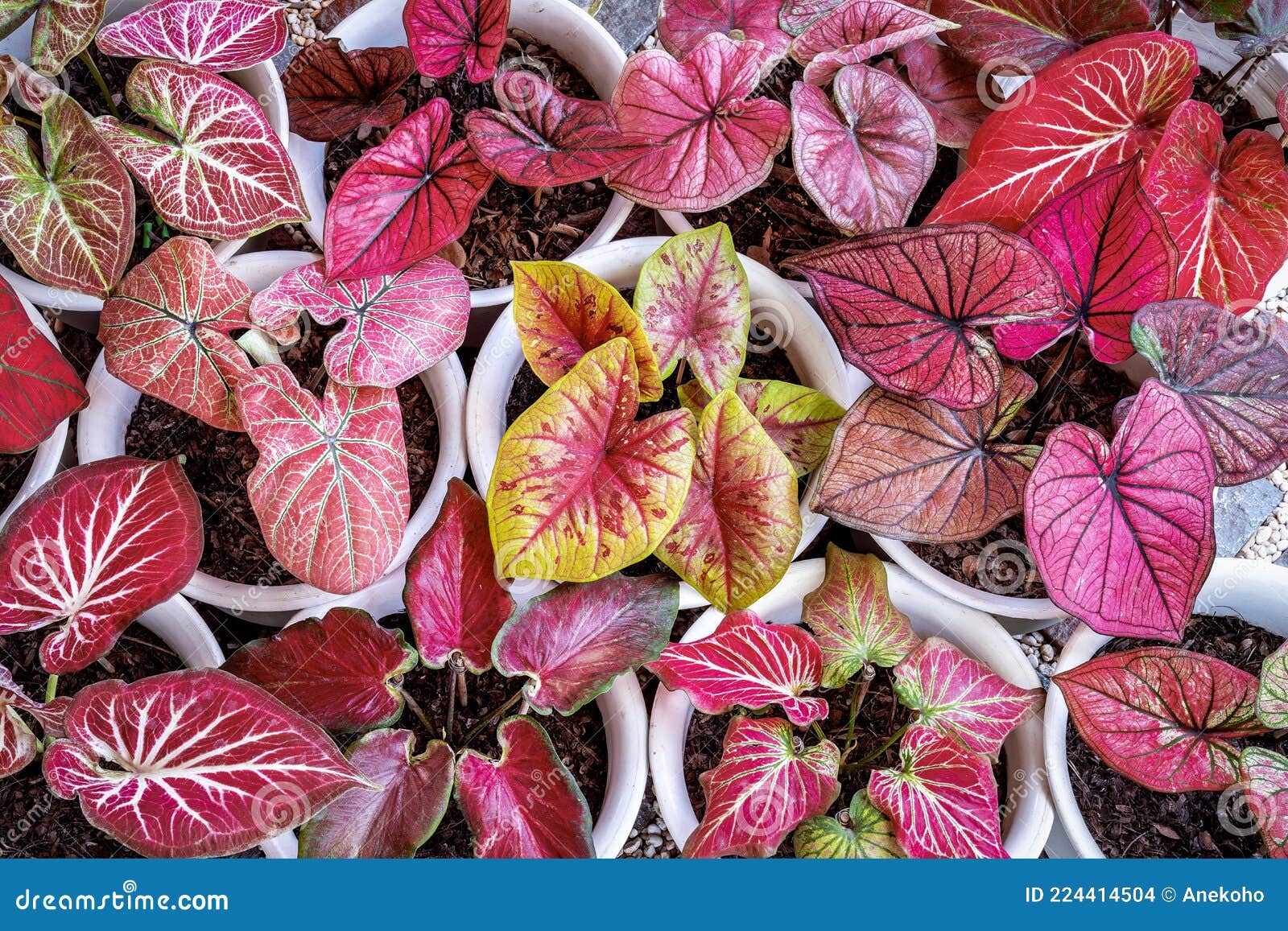 Pattern of Caladium Foliage Plant Red and Yellow Color Stock Photo ...