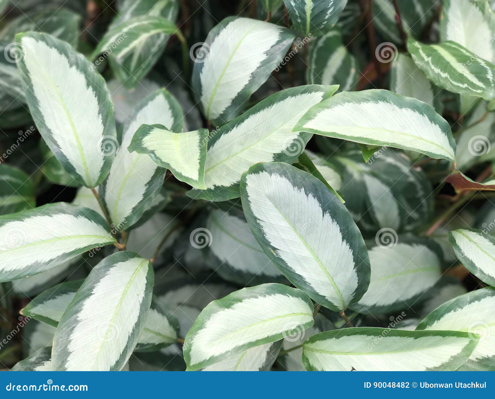 Calathea Picturata Stock Photos - Free & Royalty-Free Stock Photos from ...