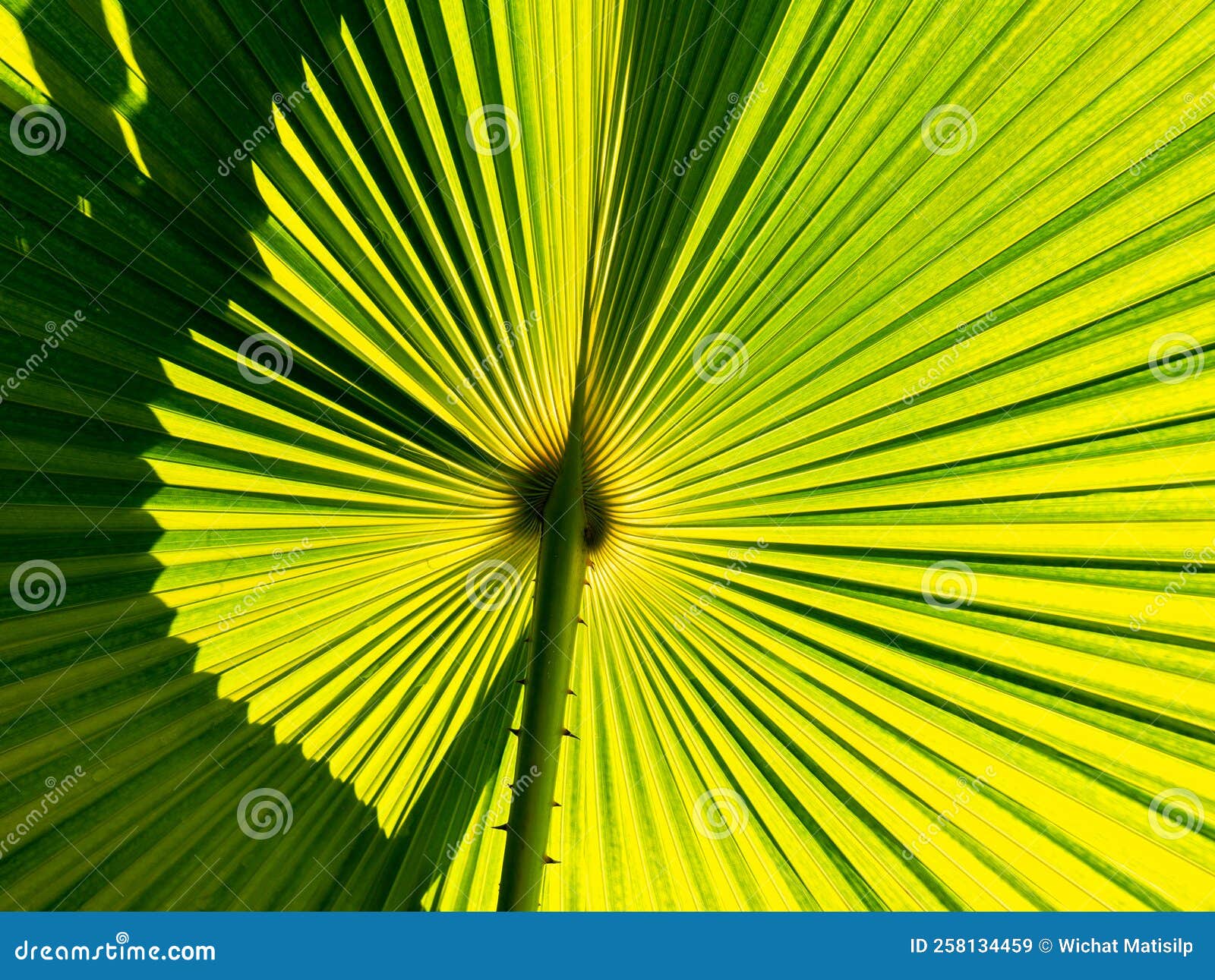 Pattern of Chinese Fan Palm Leaf Stock Image - Image of conservation ...