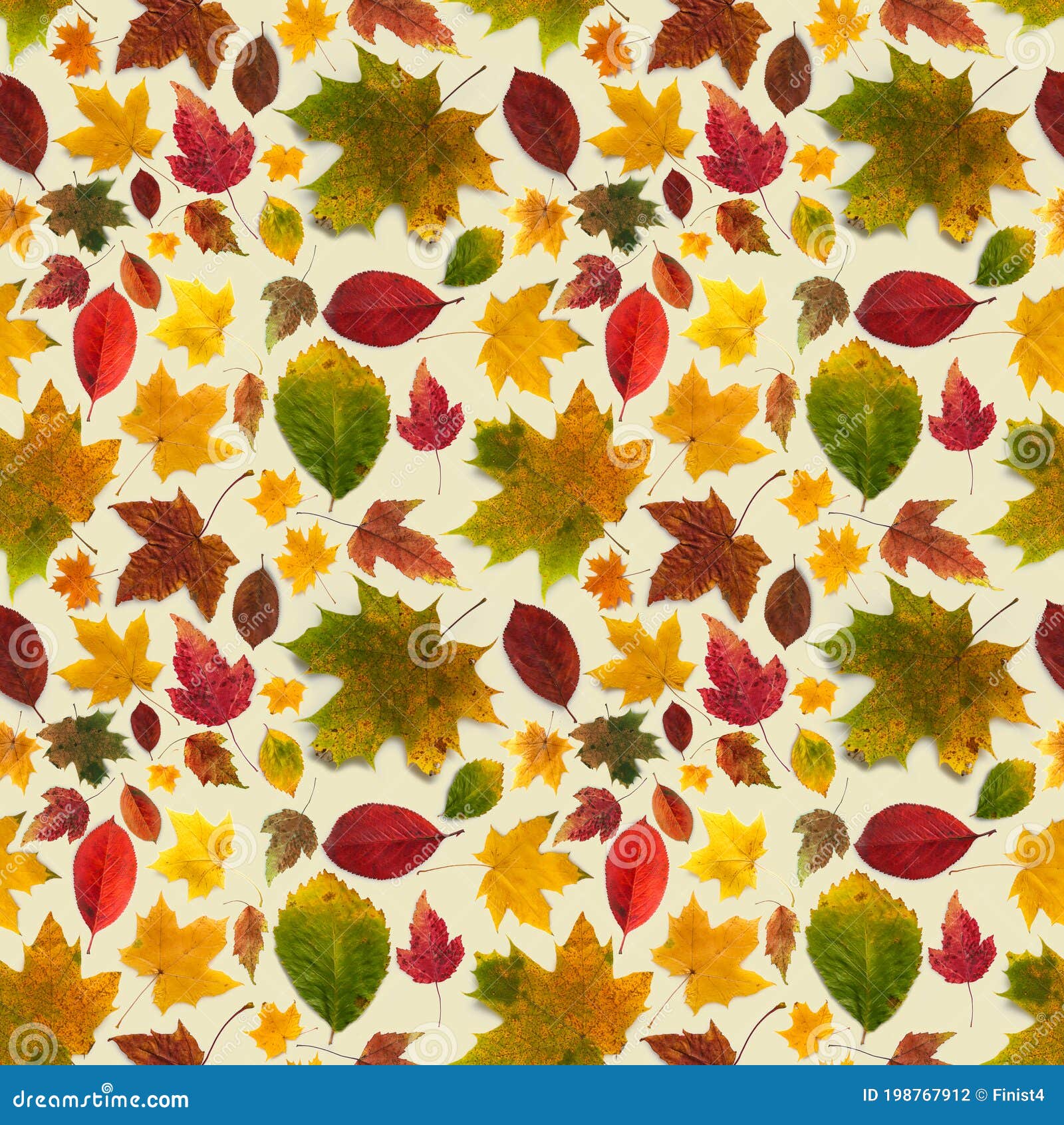 Different Types Of Fall Leaves