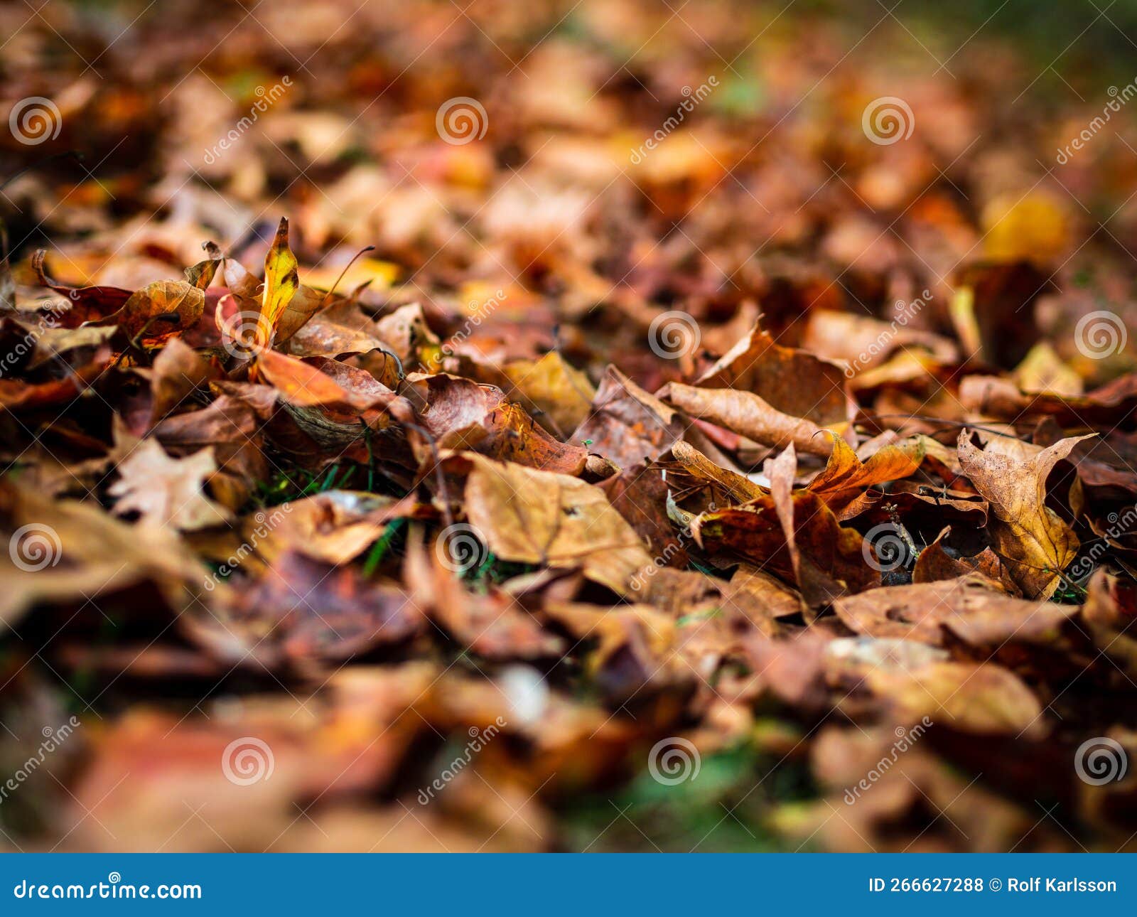 Pattern of Colorful Leaves Filling the Frame Stock Photo - Image of ...