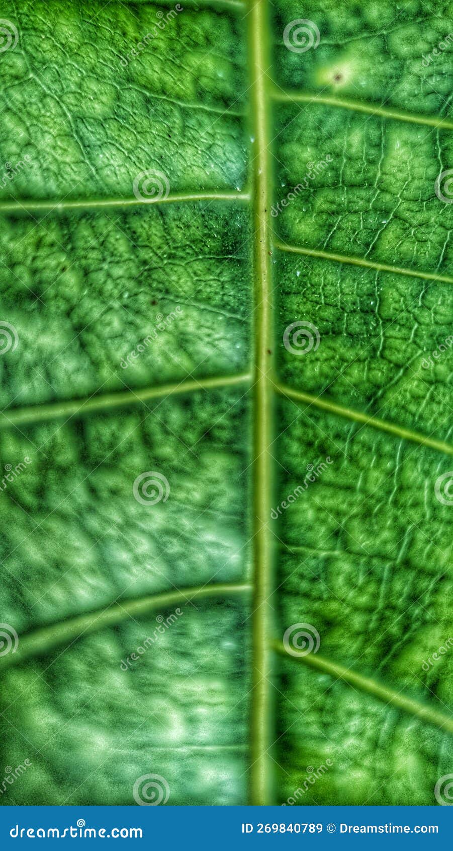 The Pattern of Colors and Texture of the Leaf Looks so Great Stock ...