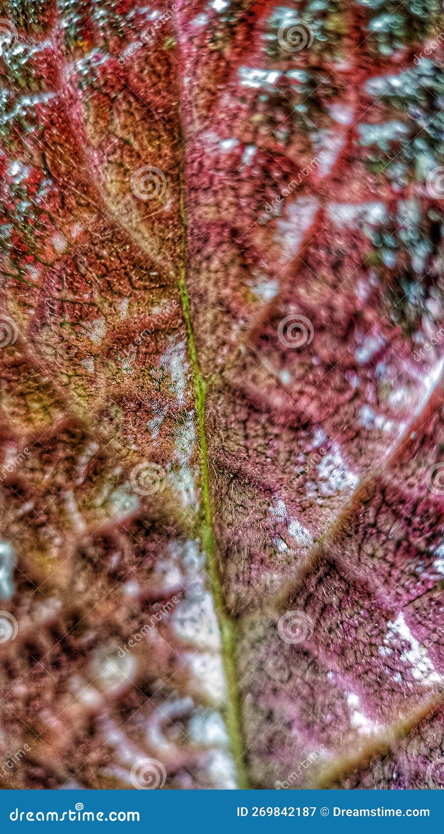 The Pattern of Colors and Texture of the Leaf Looks so Great Stock ...