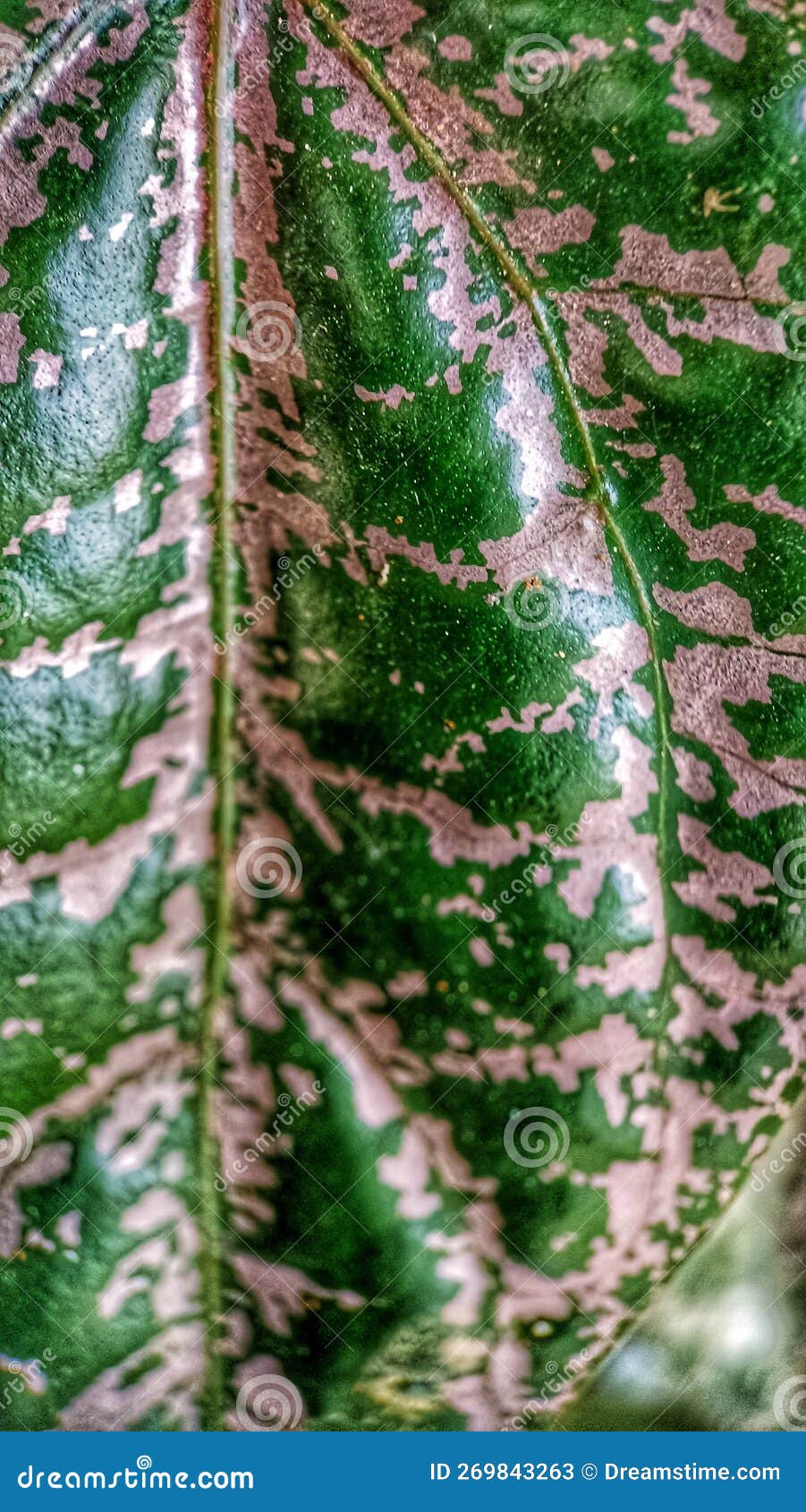 The Pattern of Colors and Texture of the Leaf Looks so Great Stock ...