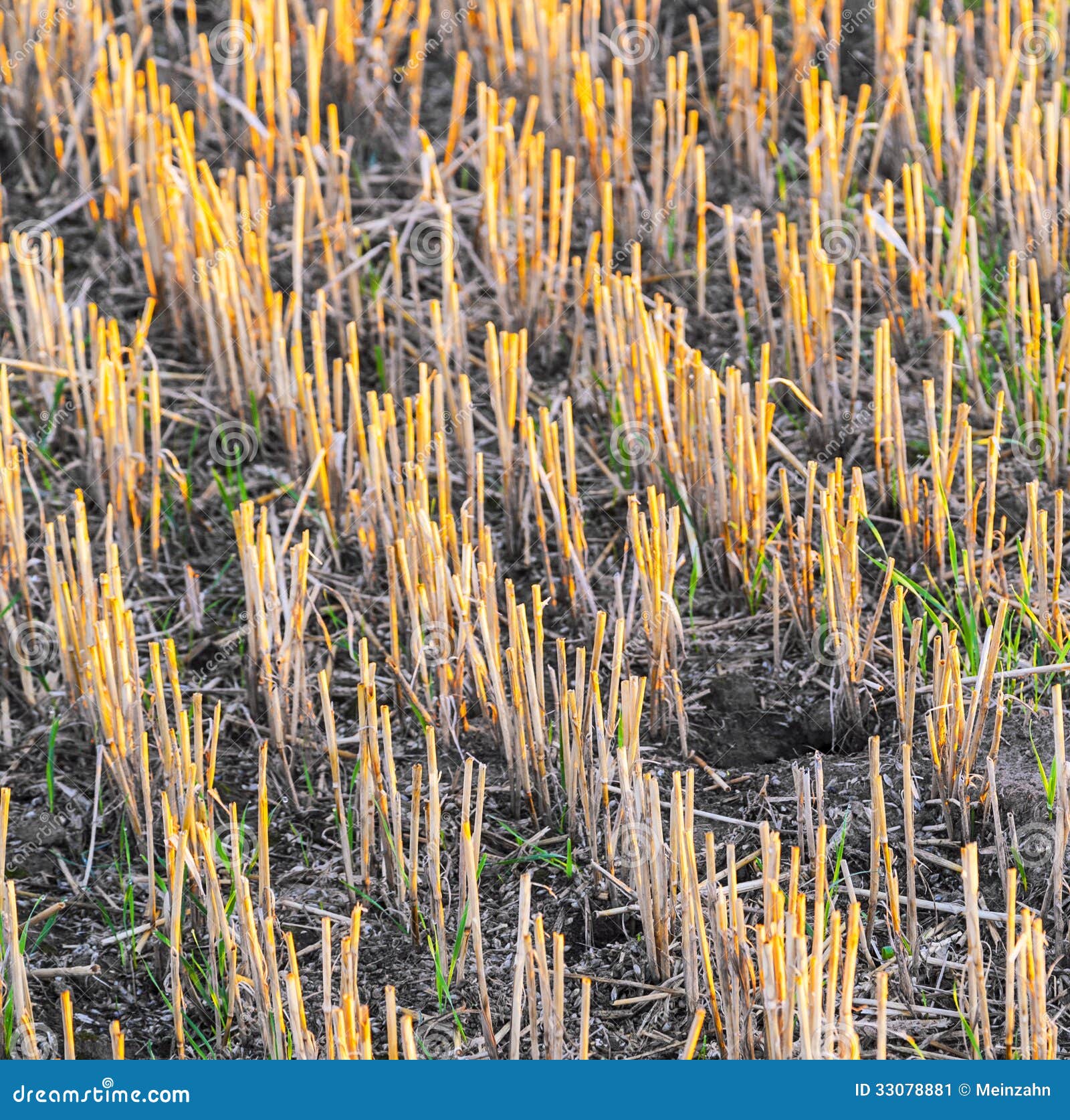 Pattern of corn field stock image. Image of bread, landscape - 33078881