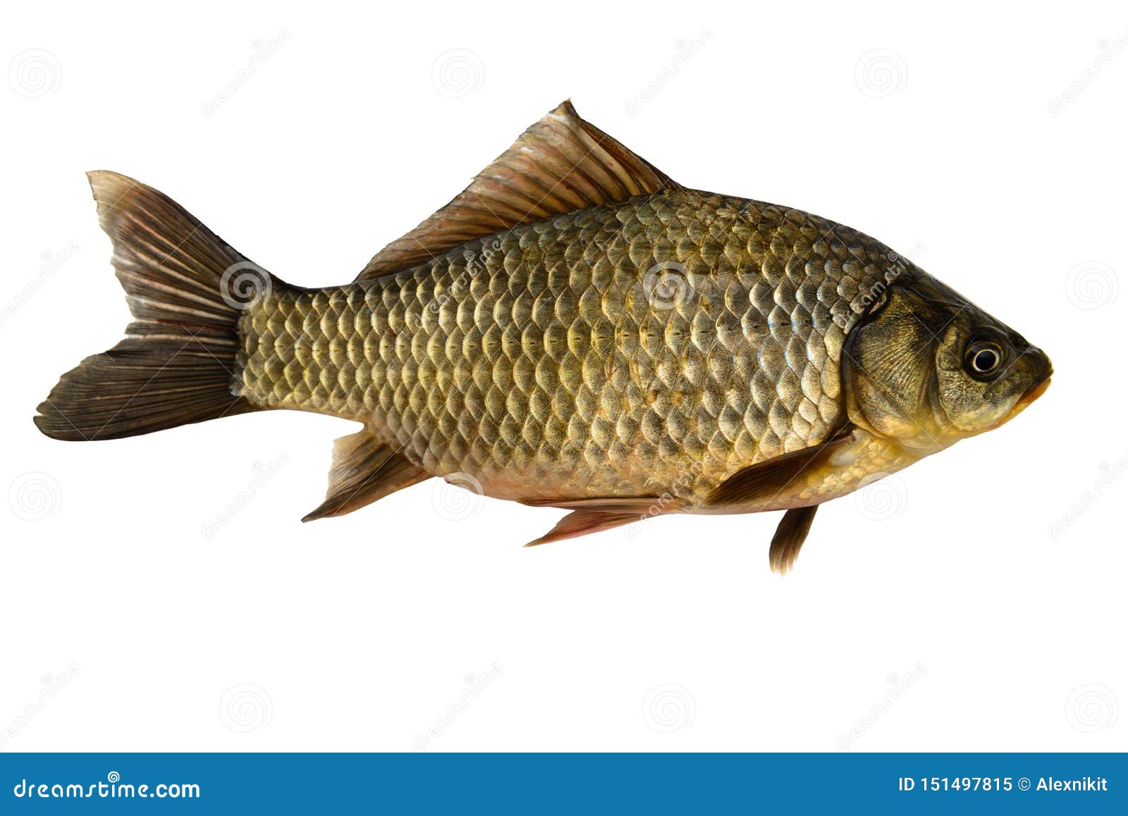 Pattern of Crucian on a White Background Stock Image - Image of detail ...
