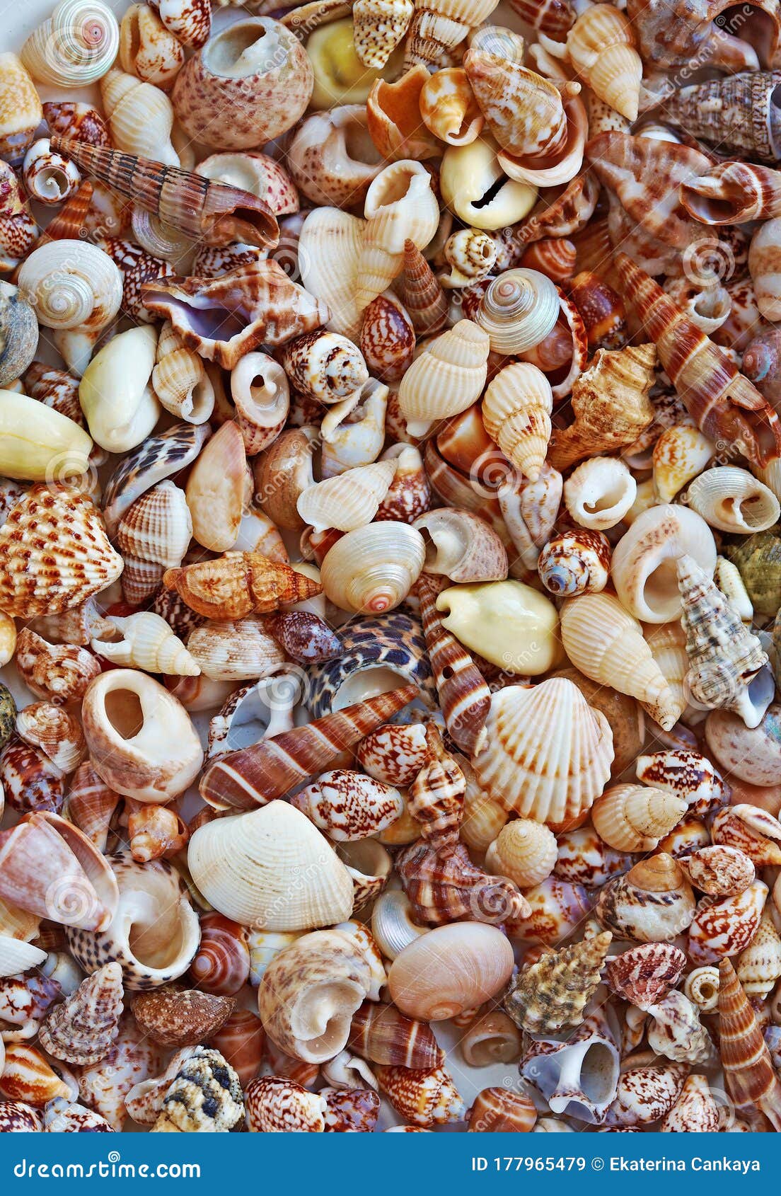 Pattern of Cute Beautiful Colorful Seashells on Beach Stock Image ...