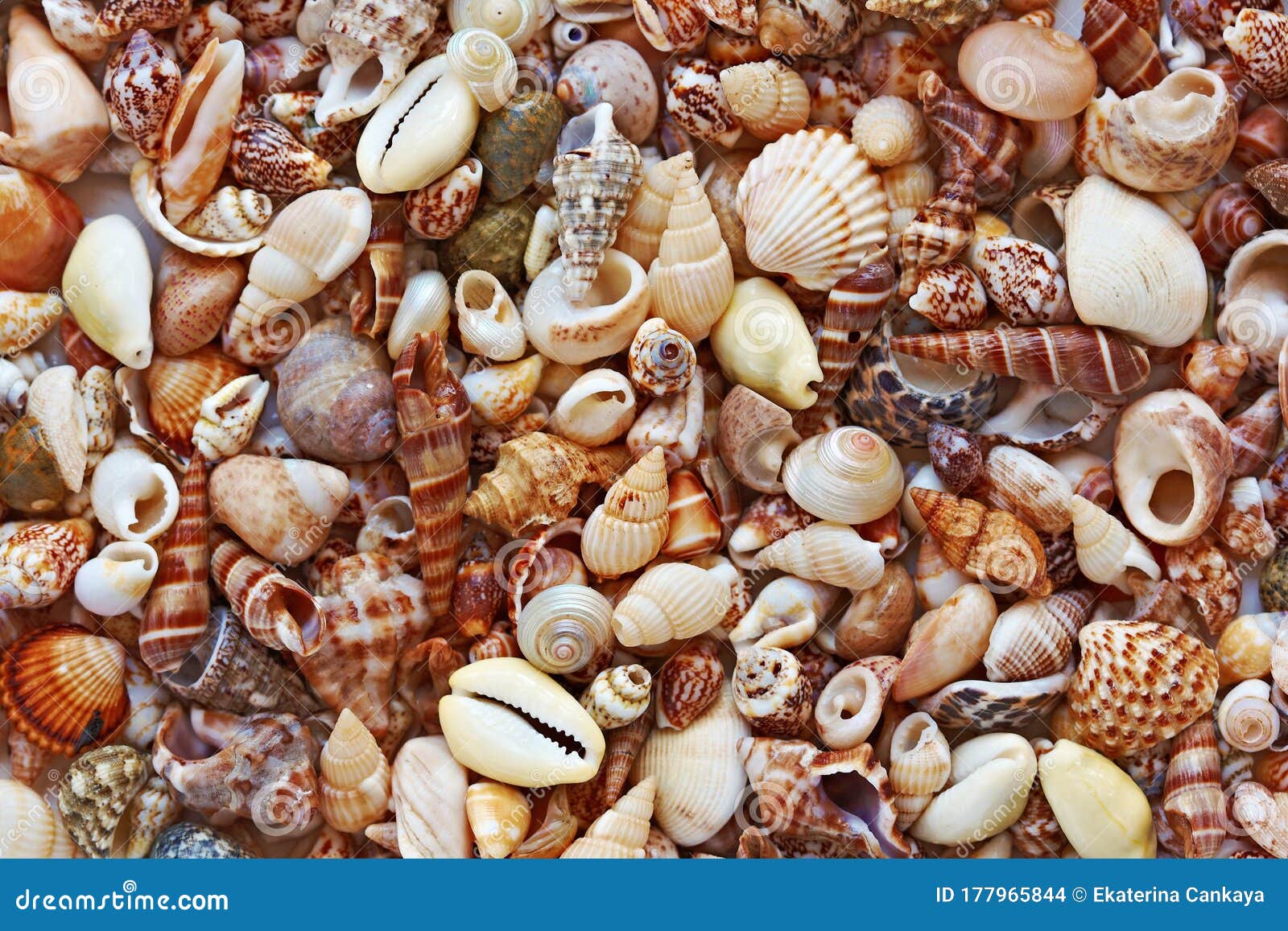 Colorful Seashells On Blue Background. Conus Litteratus. Royalty-Free ...