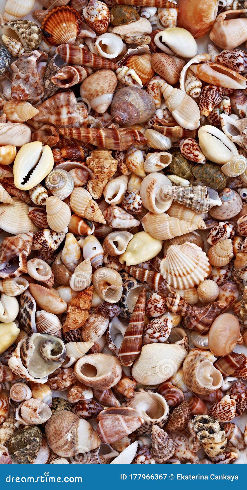 Pattern of Cute Beautiful Colorful Seashells on Beach Stock Image ...