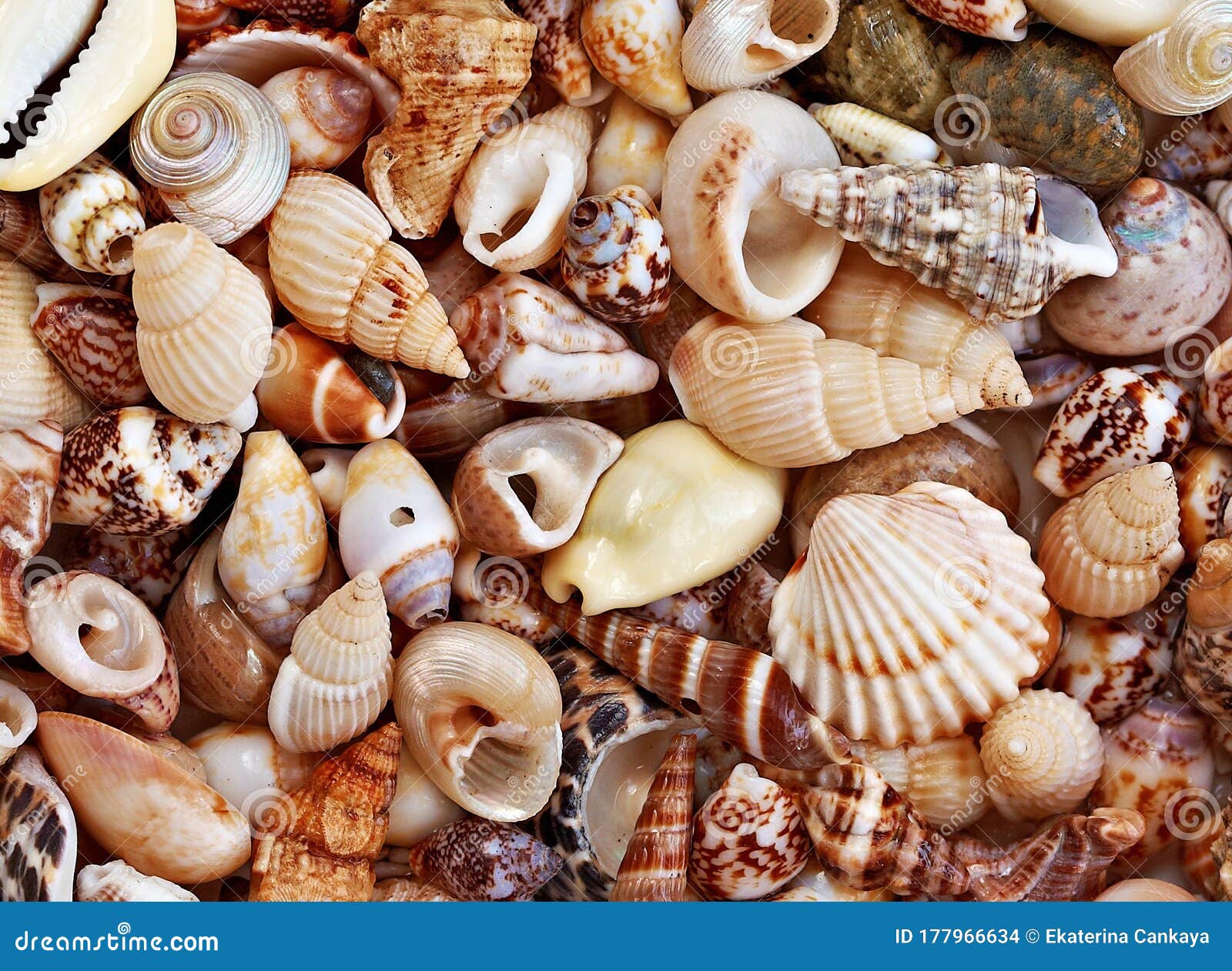 Pattern of Cute Beautiful Colorful Seashells on Beach Stock Photo ...