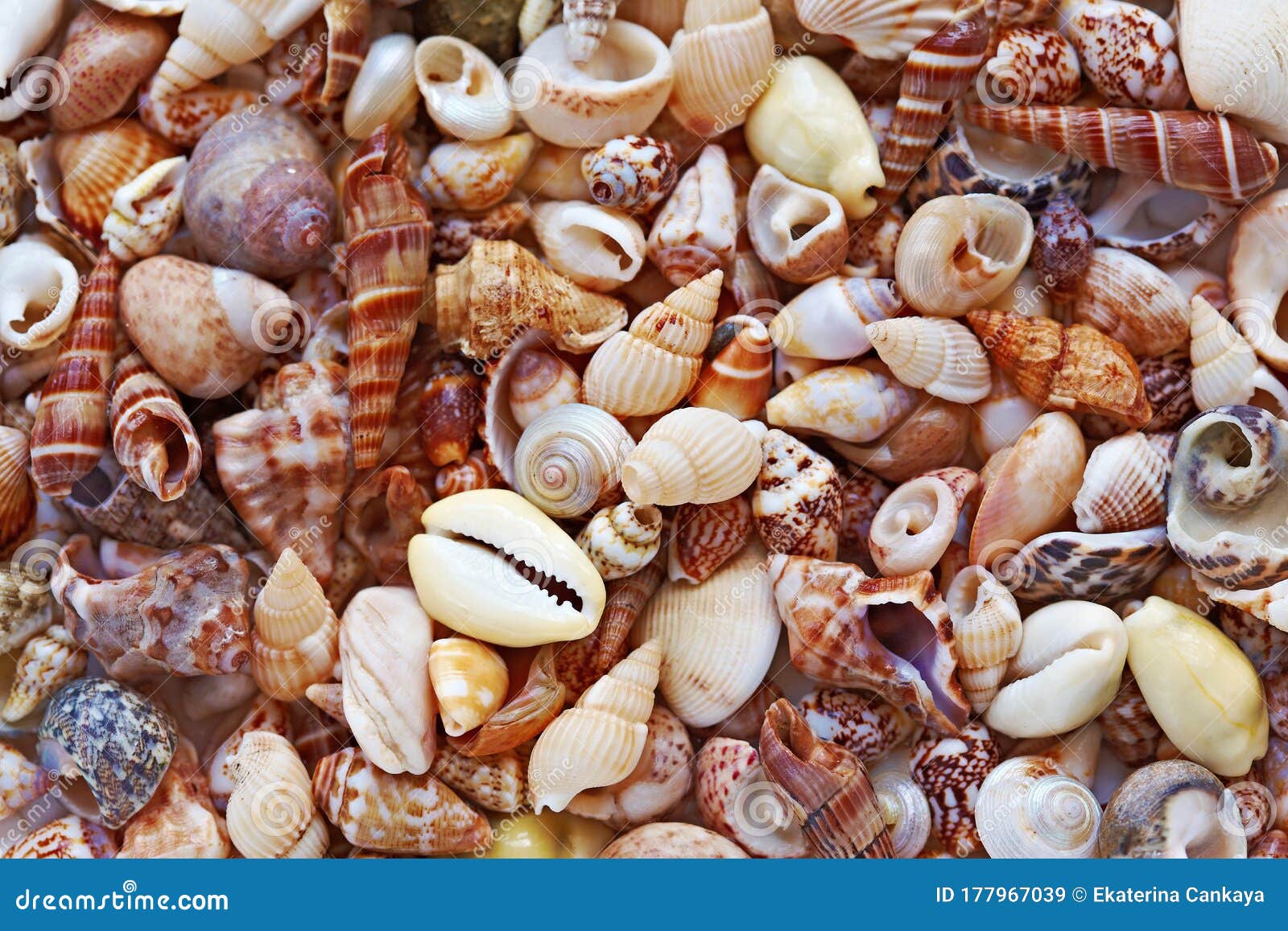 Pattern of Cute Beautiful Colorful Seashells on Beach Stock Image ...