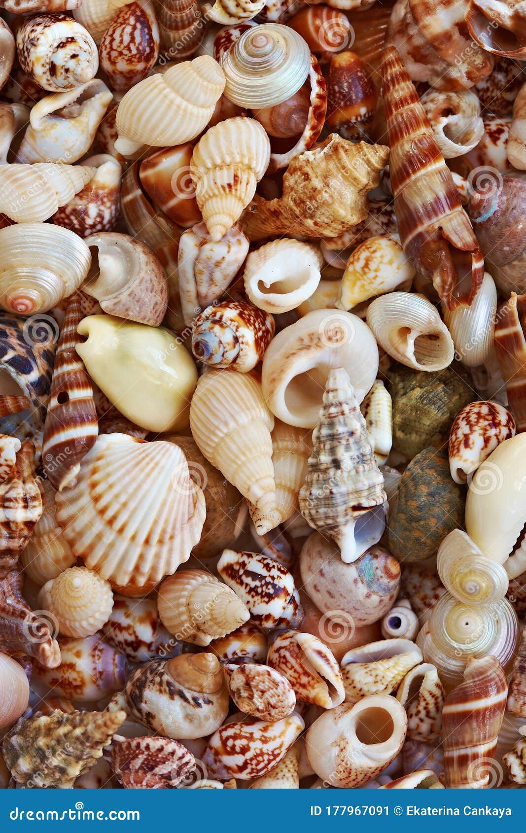 Pattern of Cute Beautiful Colorful Seashells on Beach Stock Image ...