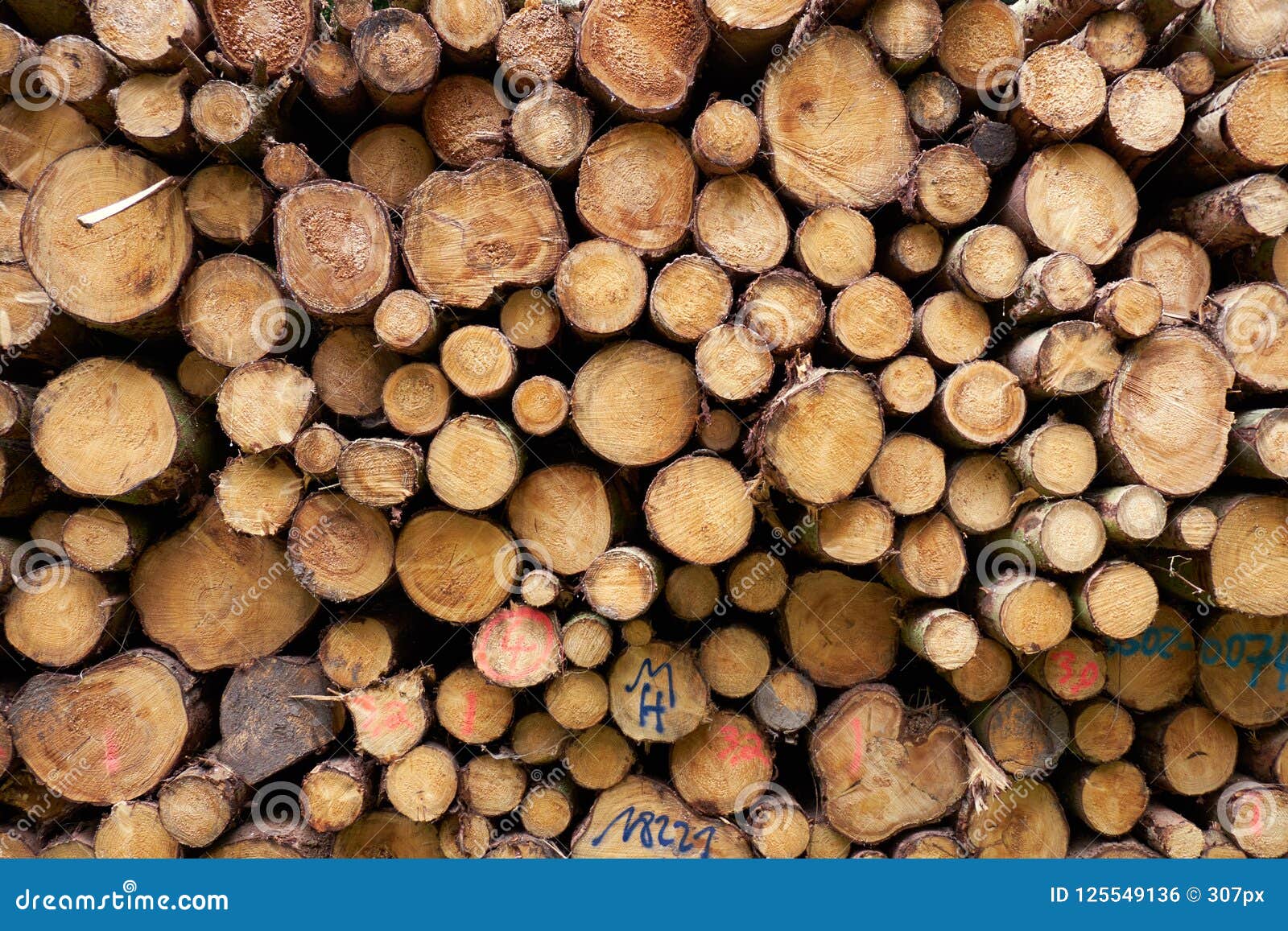 Pattern of Cutted and Stapled Tree Trunks Viewed from the Front Stock ...