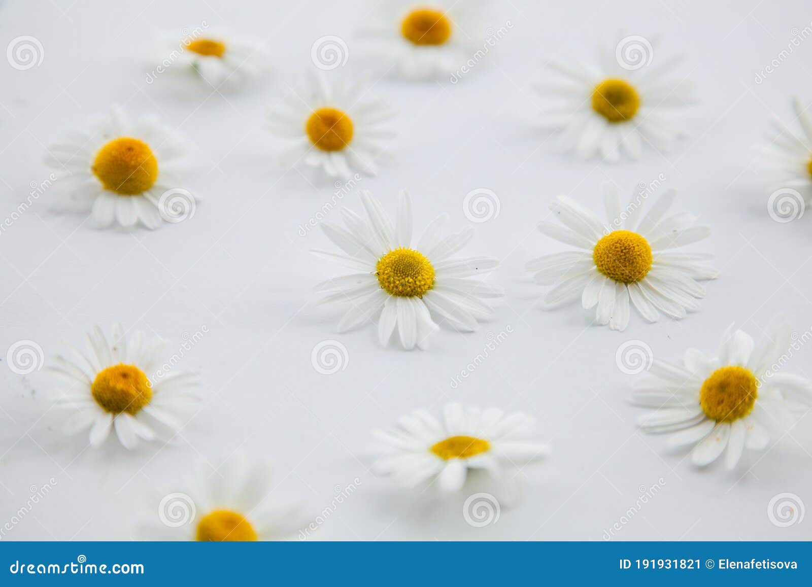A Daisy Frame On A Pink Background Royalty-Free Stock Photography ...
