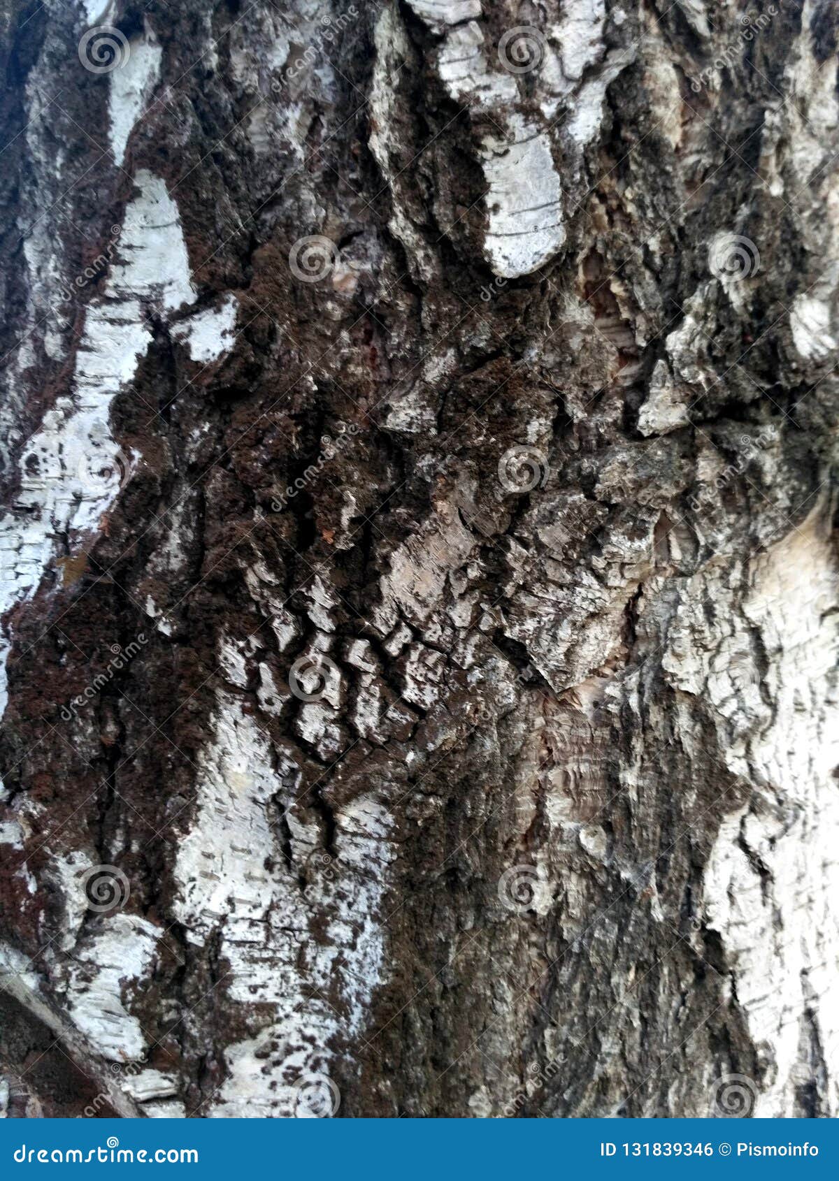 Pattern of Dark Birch Bark. Dark Birch Bark Texture Natural Background ...