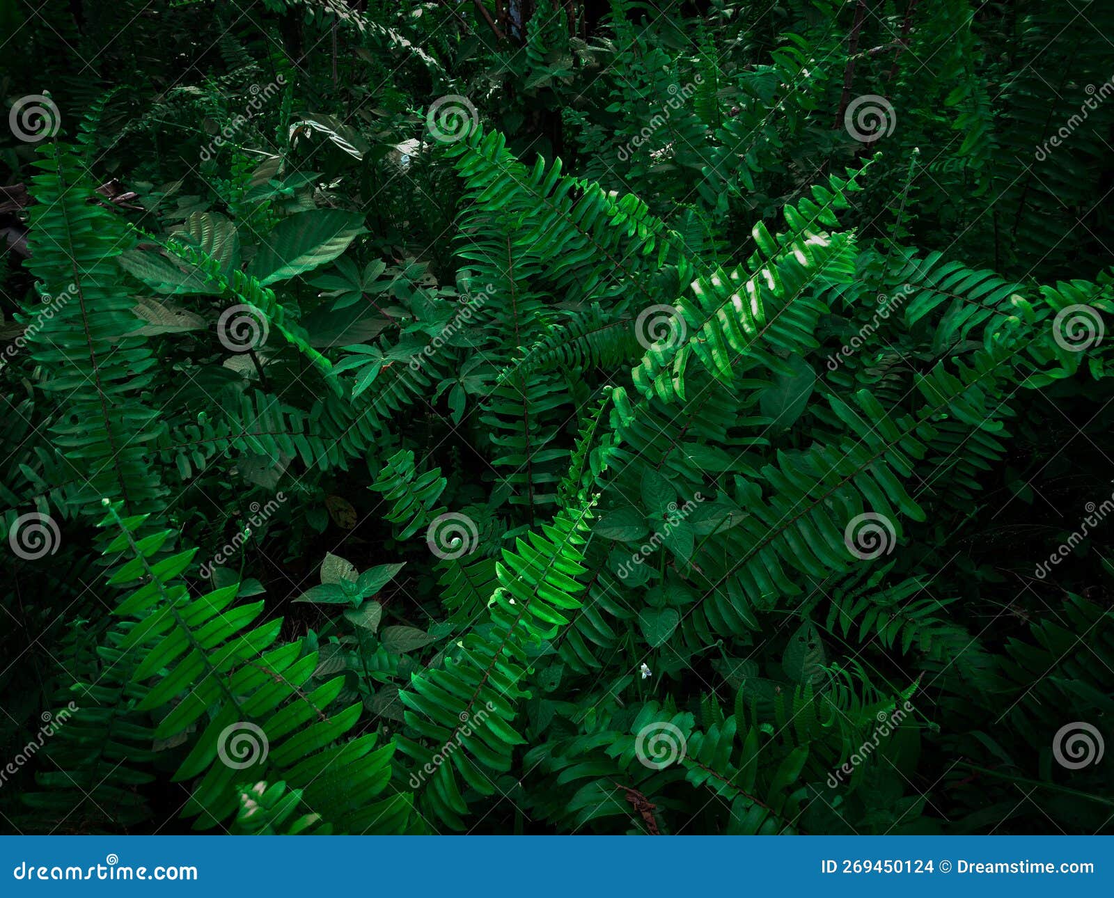 Pattern of Dark Green Wild Fern Stock Photo - Image of wild, flower ...