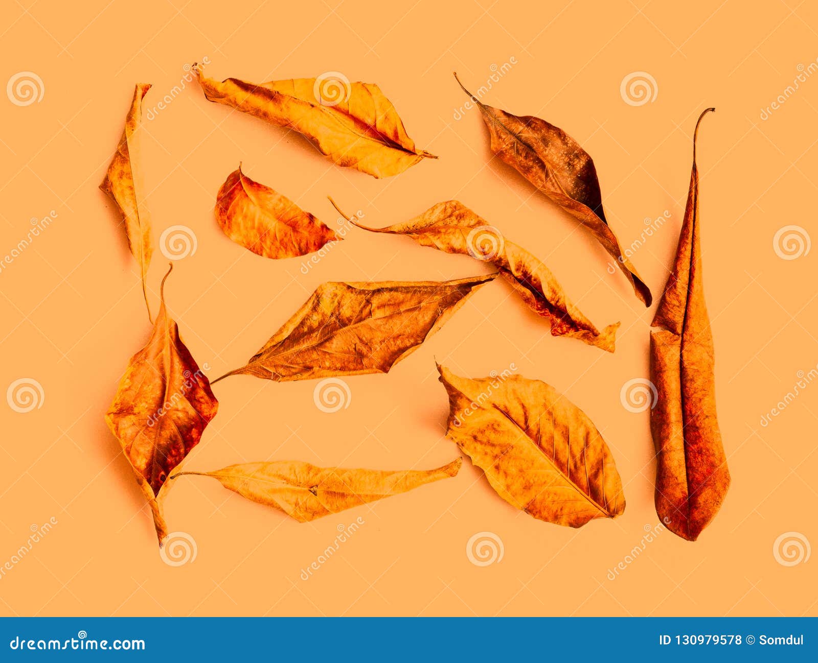 Pattern Design with Dry Leaves Stock Photo - Image of autumn, brown ...
