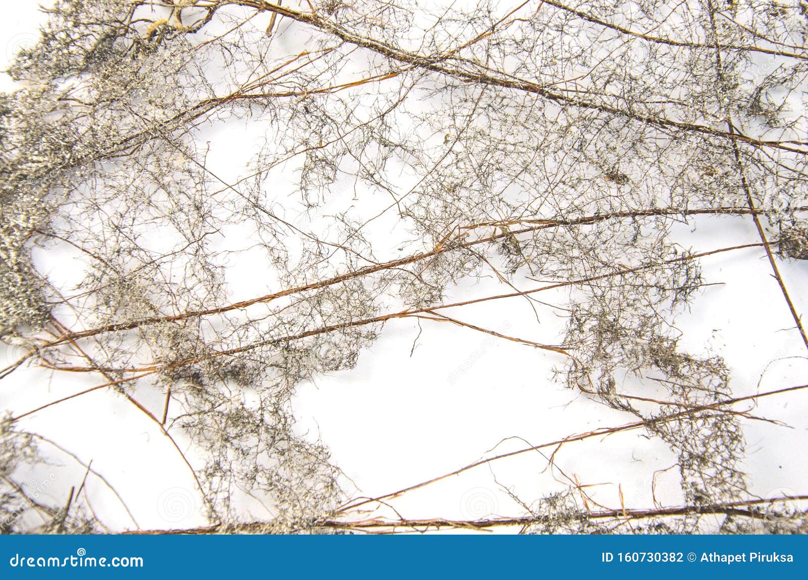 Pattern Details of Fibrous and Lateral Roots of Tree Stock Photo ...